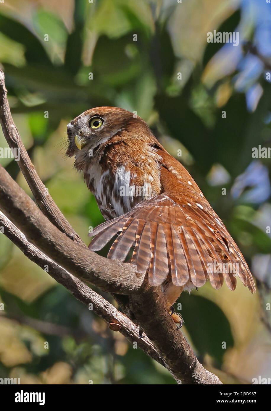 Ferruginous Pygmy-owl (Glaucidium brasilianum ridgwayi) adult female ...