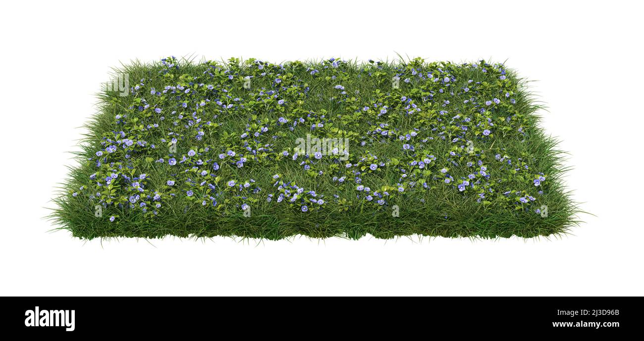 A square patch of grass with blue speedwell flowers, isolated on white ...