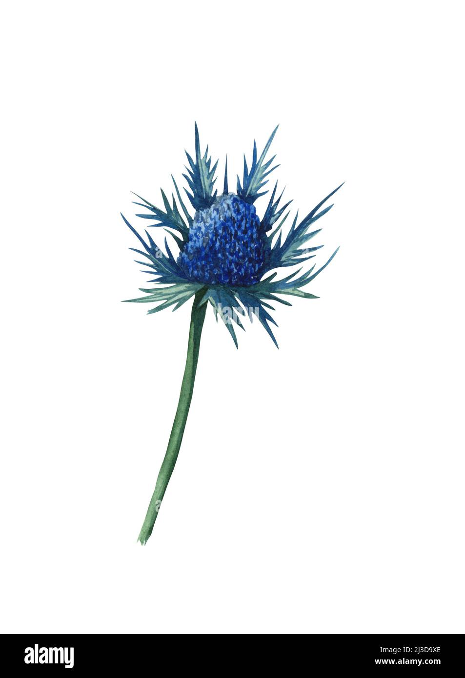 Watercolor Blue Thistle Flower. Wedding blush floral. illustration ...