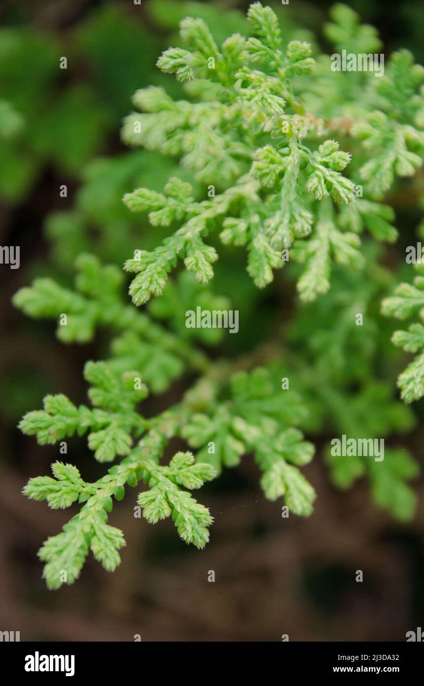 The small and delicate Asian fern Selaginella tamariscina Stock Photo ...