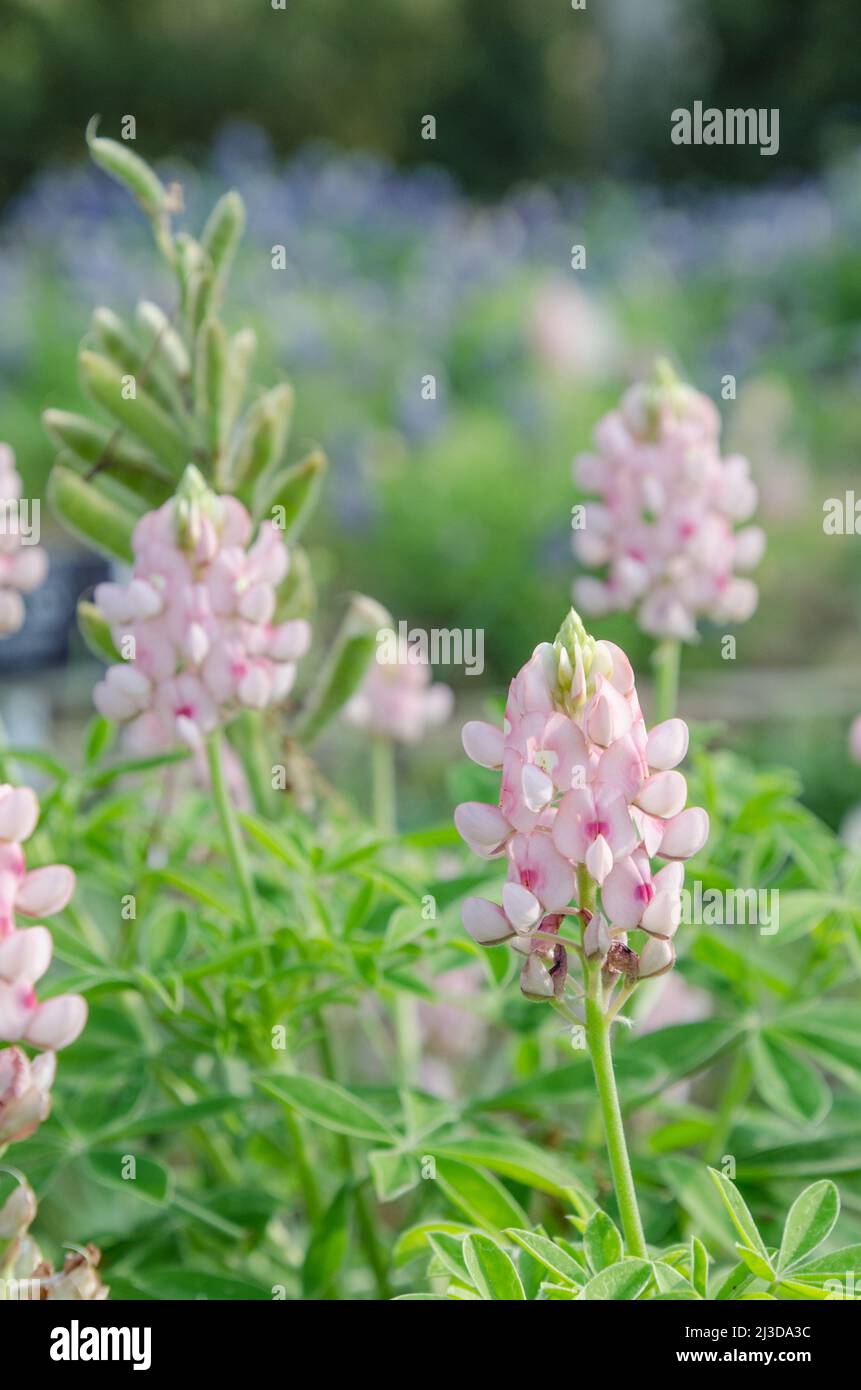 A group of pink flowering bluebonnets Stock Photo - Alamy