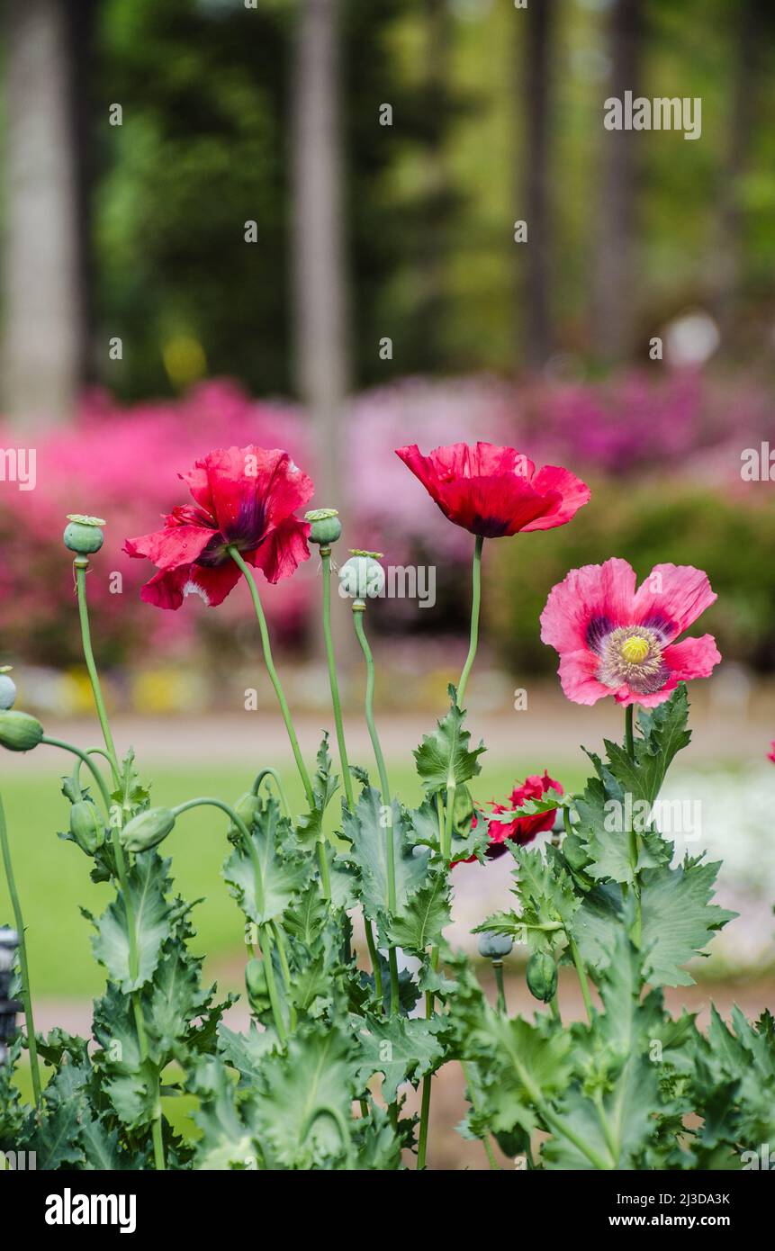 Red poppies against a background of azaleas and trees Stock Photo - Alamy
