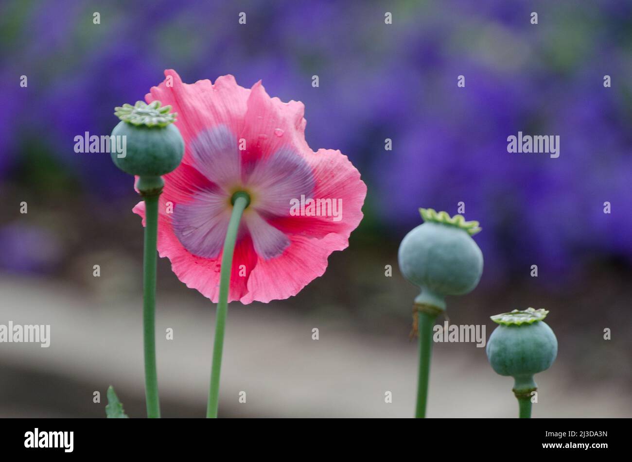 A pink opium poppy flower and seed heads in front of a blue background ...