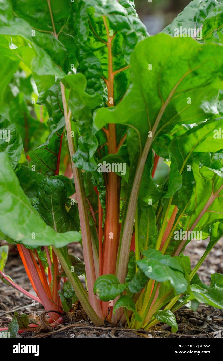 Raised beds garden swiss chard hi-res stock photography and images - Alamy