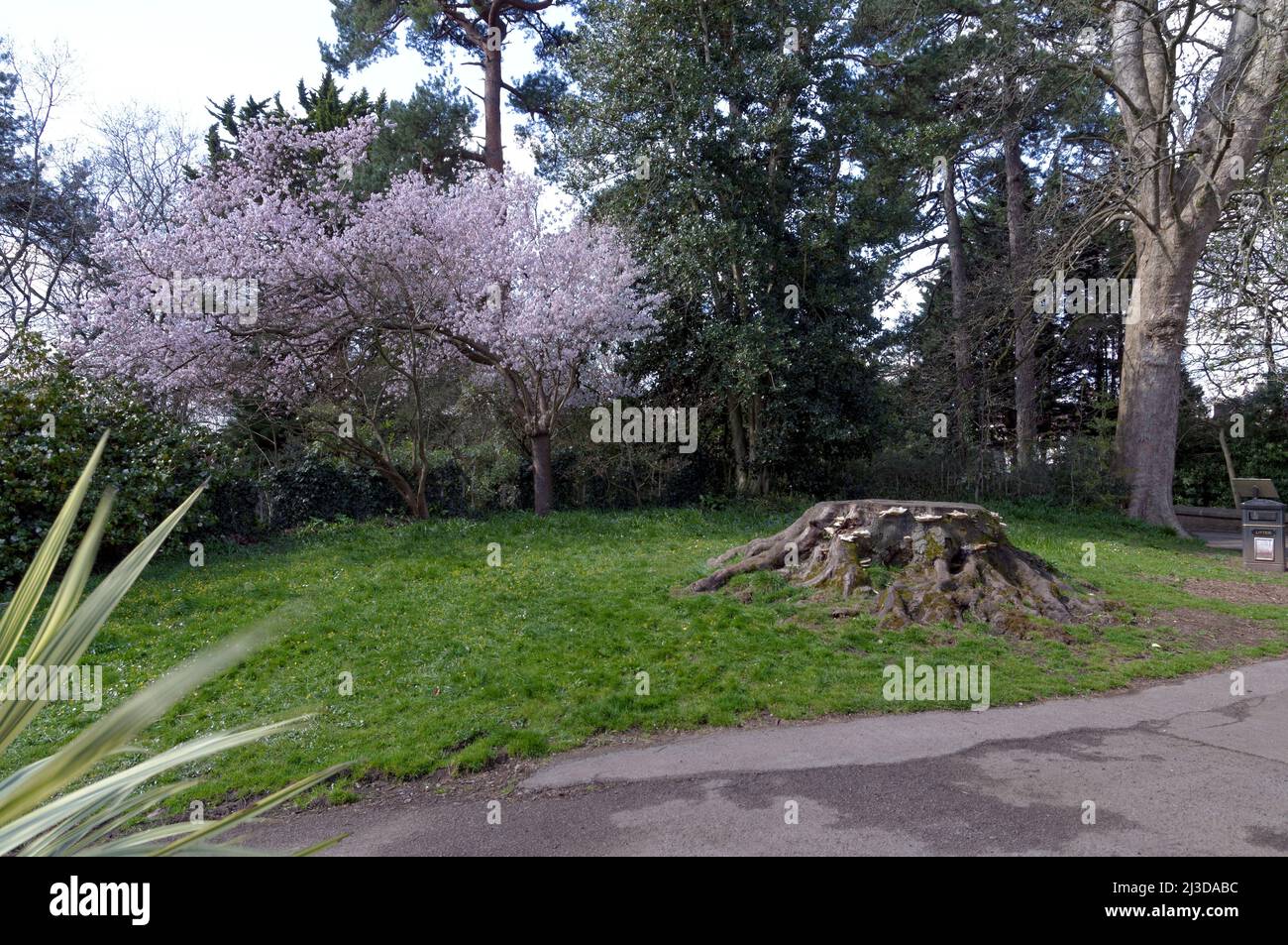 Insole Court, Llandaff, Cardiff Victorian House and gardens - open to ...