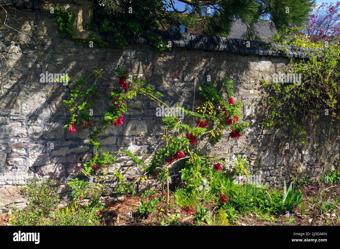 Insole Court - The Acer Garden - pink flowers growing against a stone ...