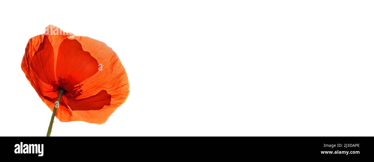 beautiful red poppy isolated on white background Stock Photo - Alamy