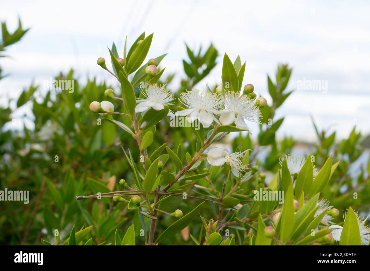 Common myrtle shrub with flowers, Myrtus communis, in Dalmatia, Croatia ...