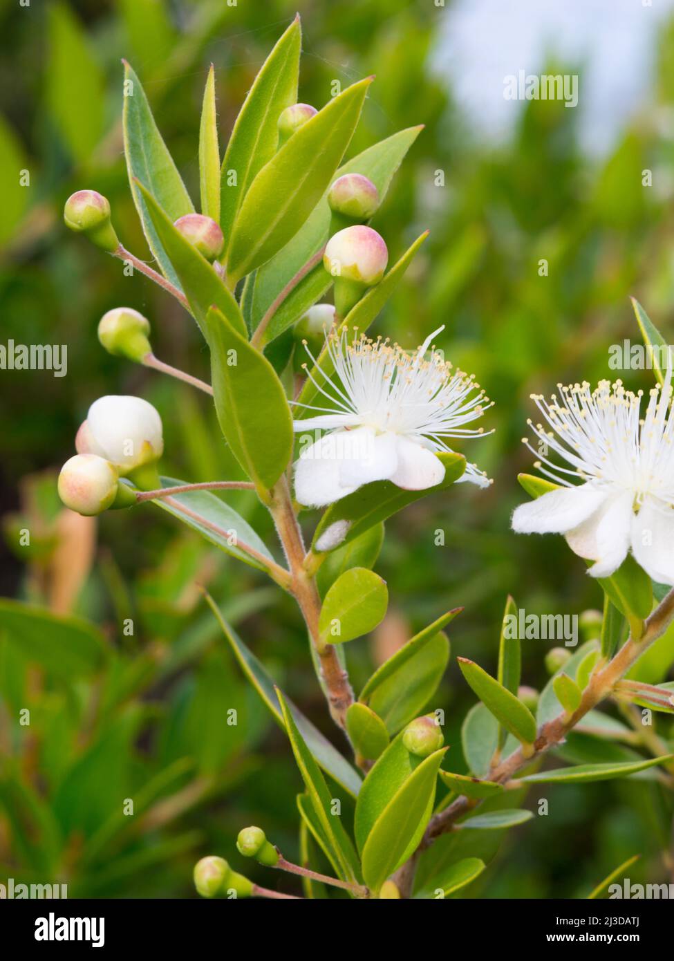 Common myrtle shrub with flowers, Myrtus communis, in Dalmatia, Croatia ...