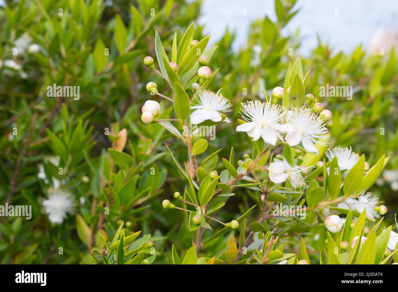 Common myrtle shrub with flowers, Myrtus communis, in Dalmatia, Croatia ...