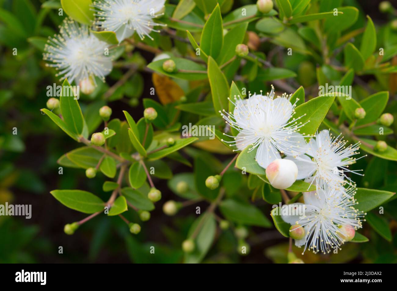 Common myrtle shrub with flowers, Myrtus communis, in Dalmatia, Croatia ...