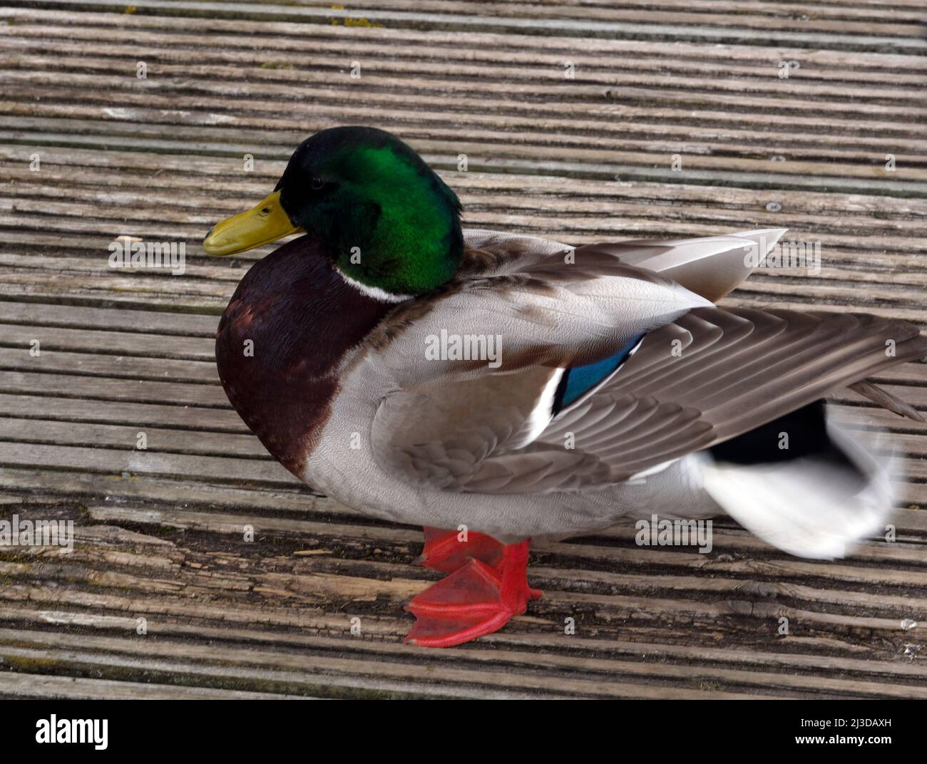 Wooden mallard duck hi-res stock photography and images - Alamy
