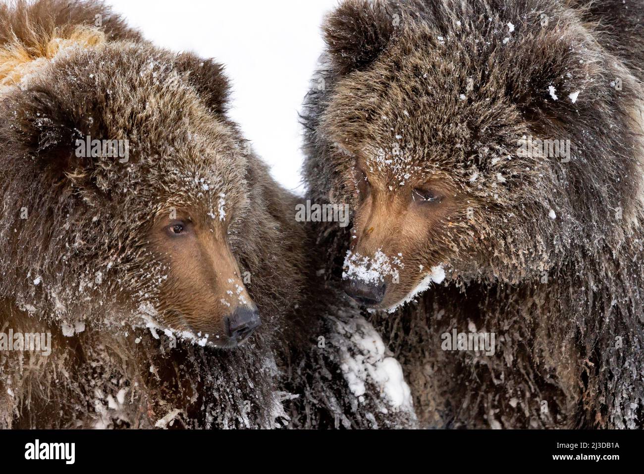 Kodiak Island, United States of America. 17 December, 2021. Kodiak ...