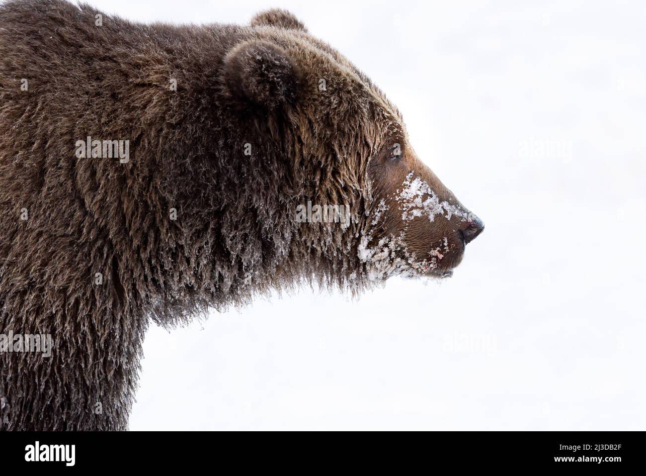 Kodiak Island, United States of America. 17 December, 2021. A female ...