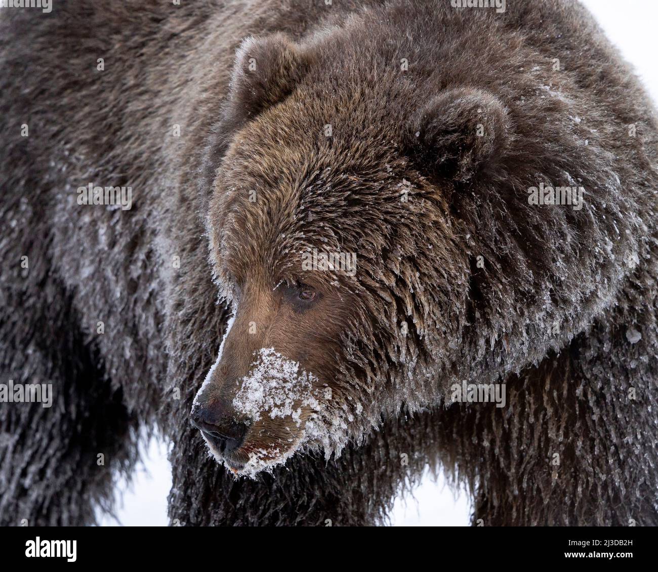 Lisa hupp hi-res stock photography and images - Alamy