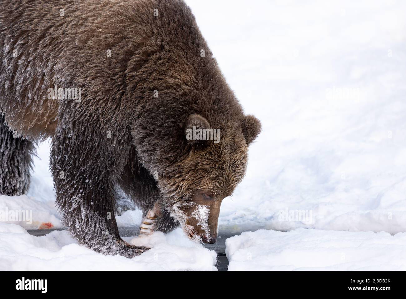 Kodiak Island Winter