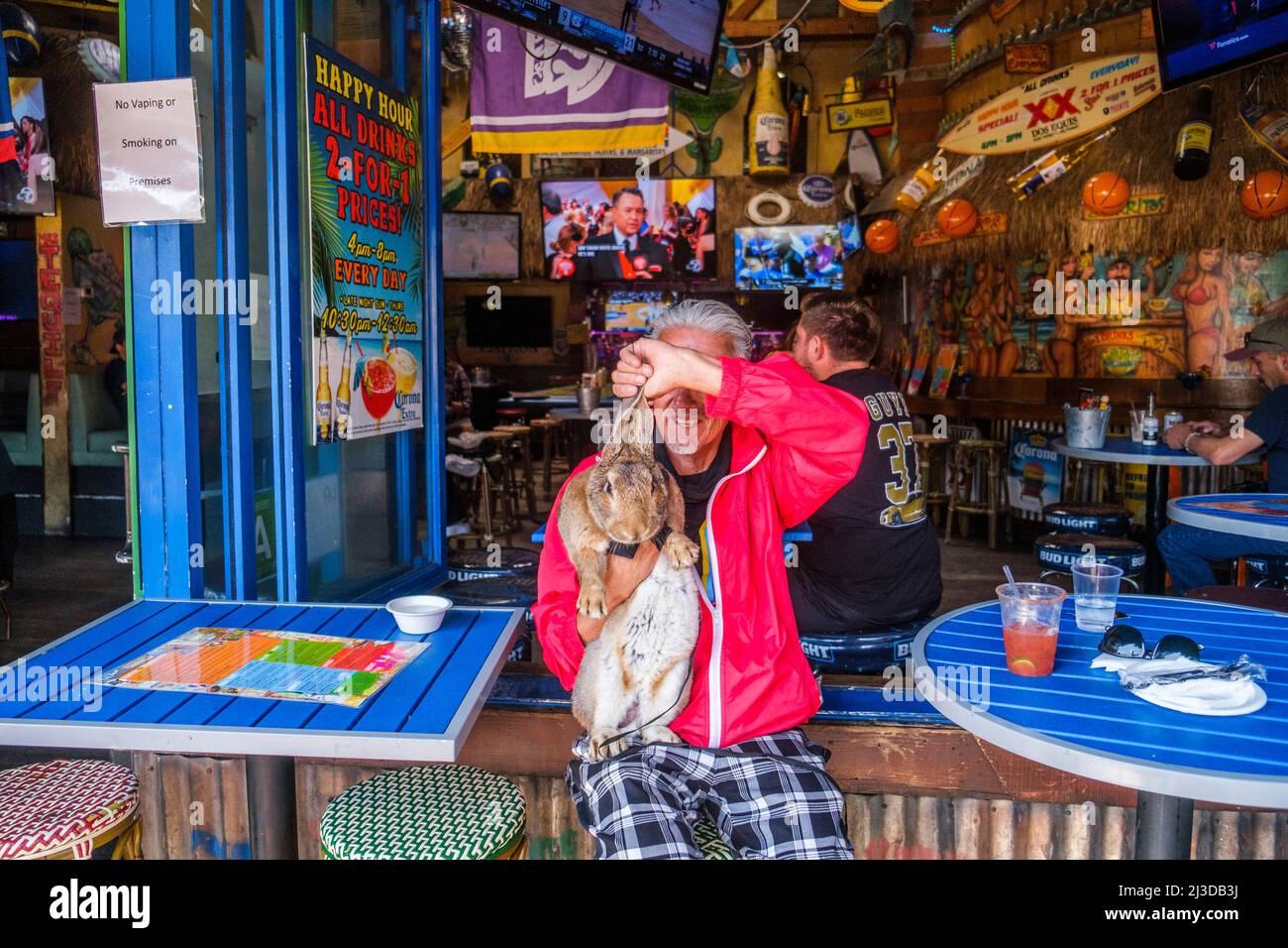 A 35 pound rabbit on the day of the Academy Awards, 3/27/22 on ...