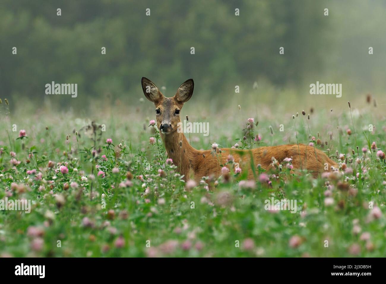 Row deer hi-res stock photography and images - Alamy