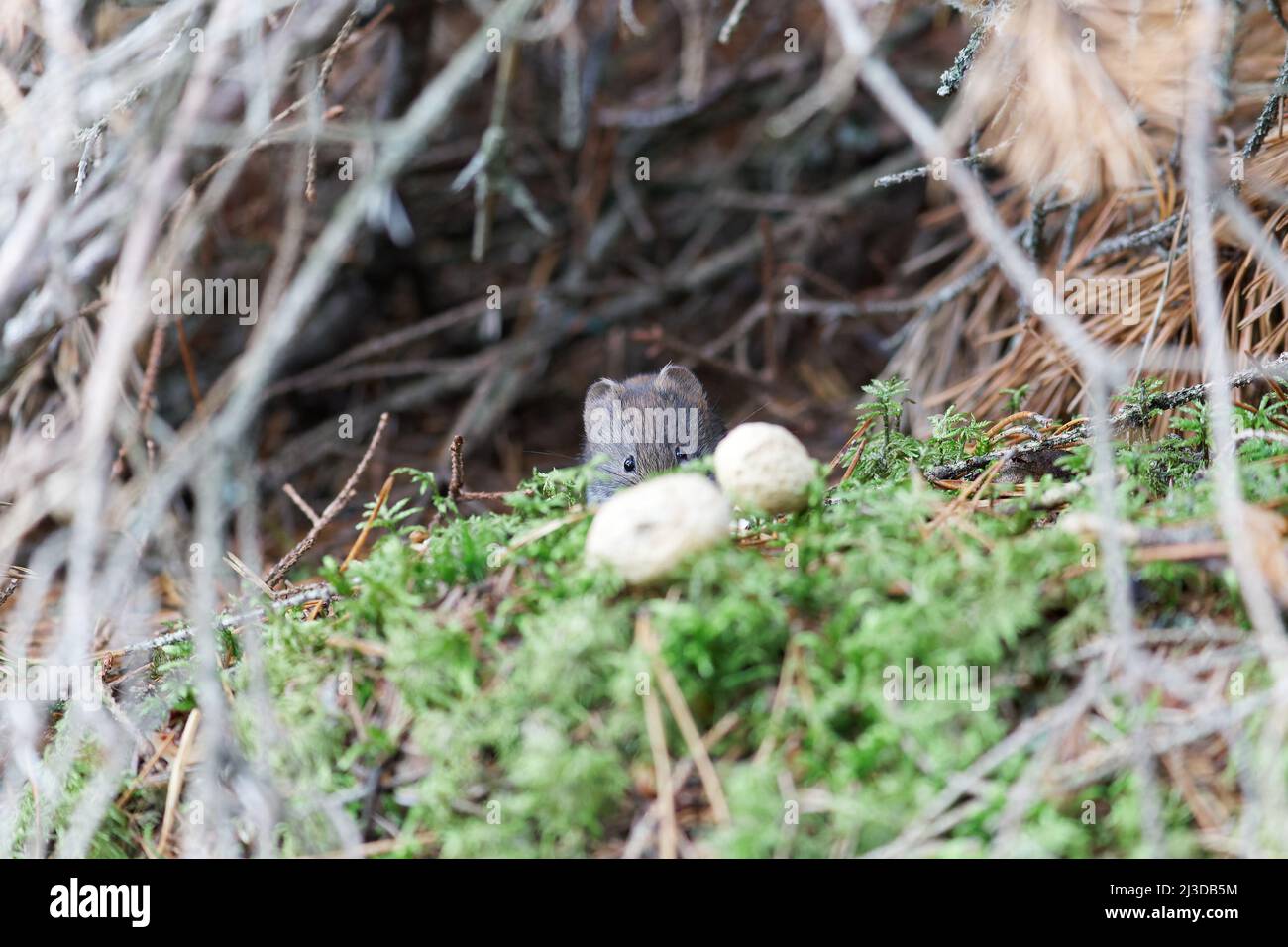 Curious mouse hi-res stock photography and images - Alamy