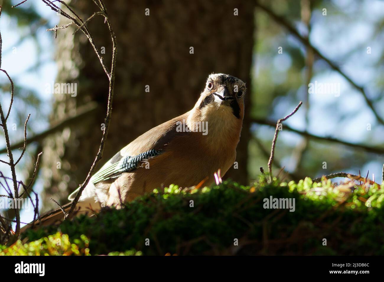 Smiling bird hi-res stock photography and images - Alamy