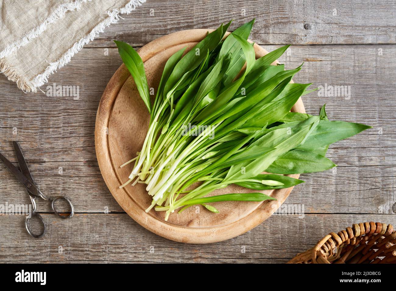 Fresh young wild garlic or ramson leaves - wild edible plant collected ...