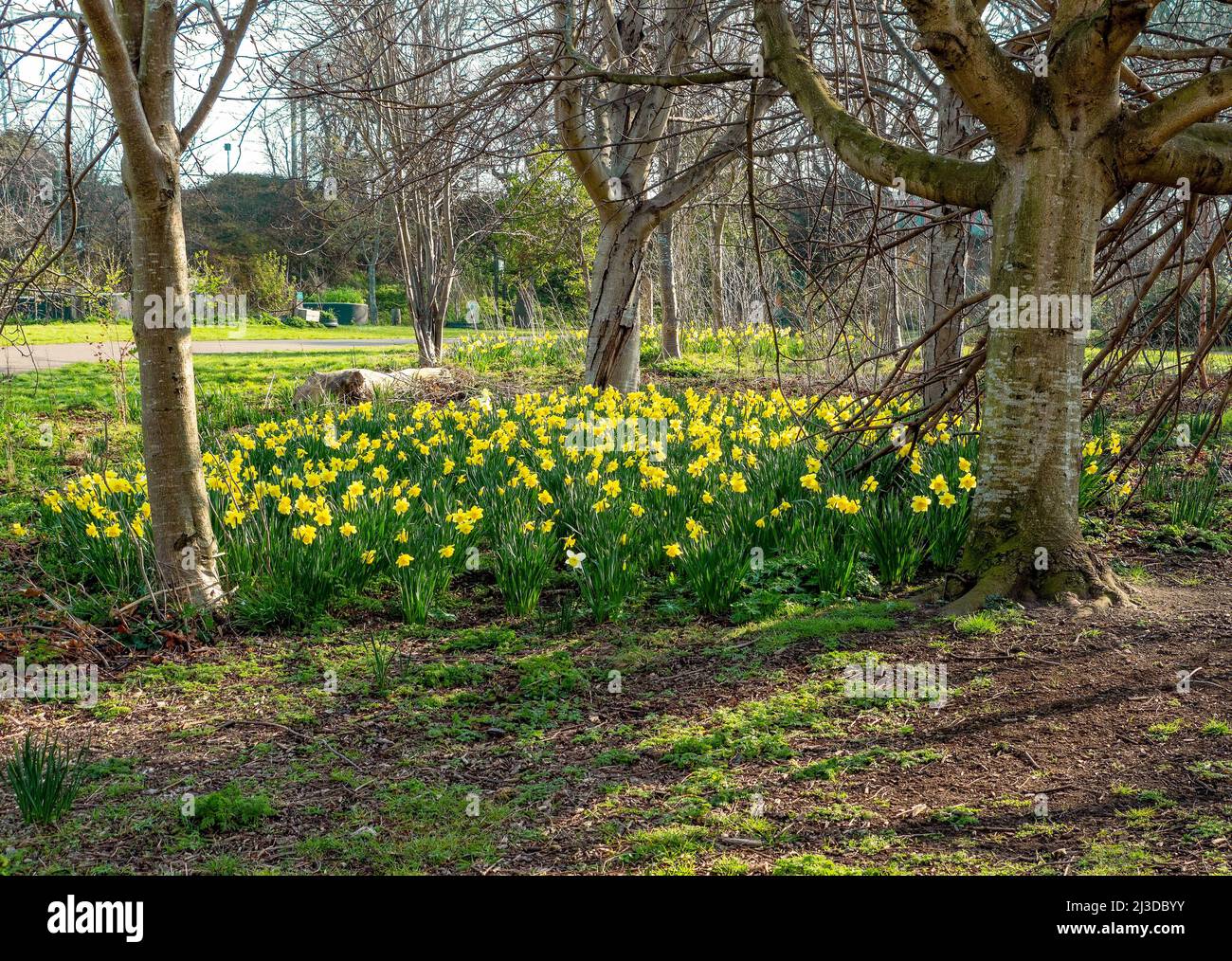 Tulipa growing at Figgate Park, Edinburgh, Scotland, UK Stock Photo - Alamy