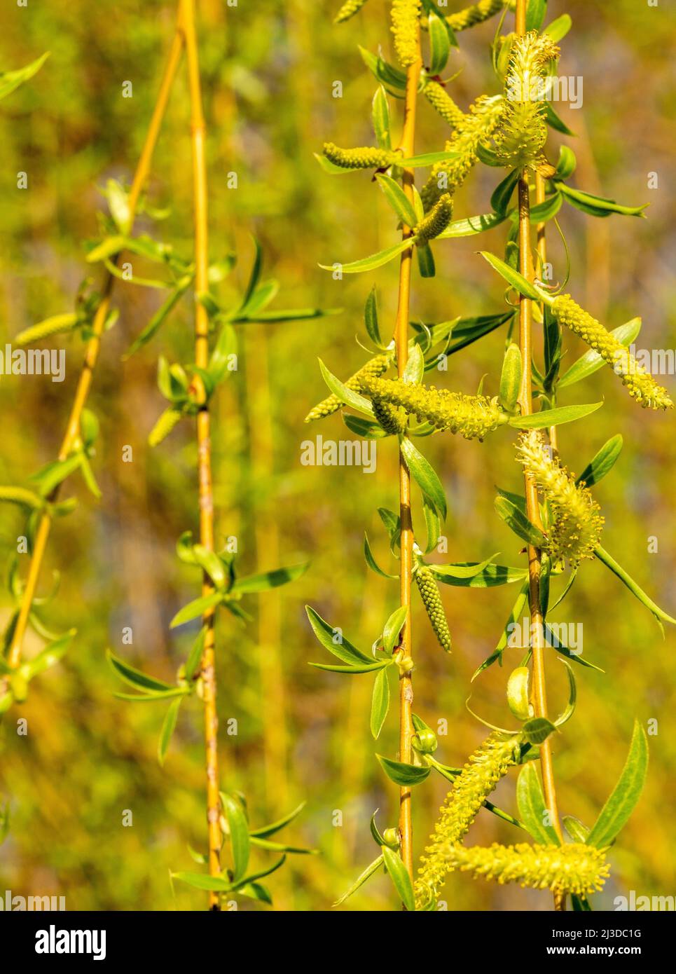 Salix babylonica close up hi-res stock photography and images - Alamy