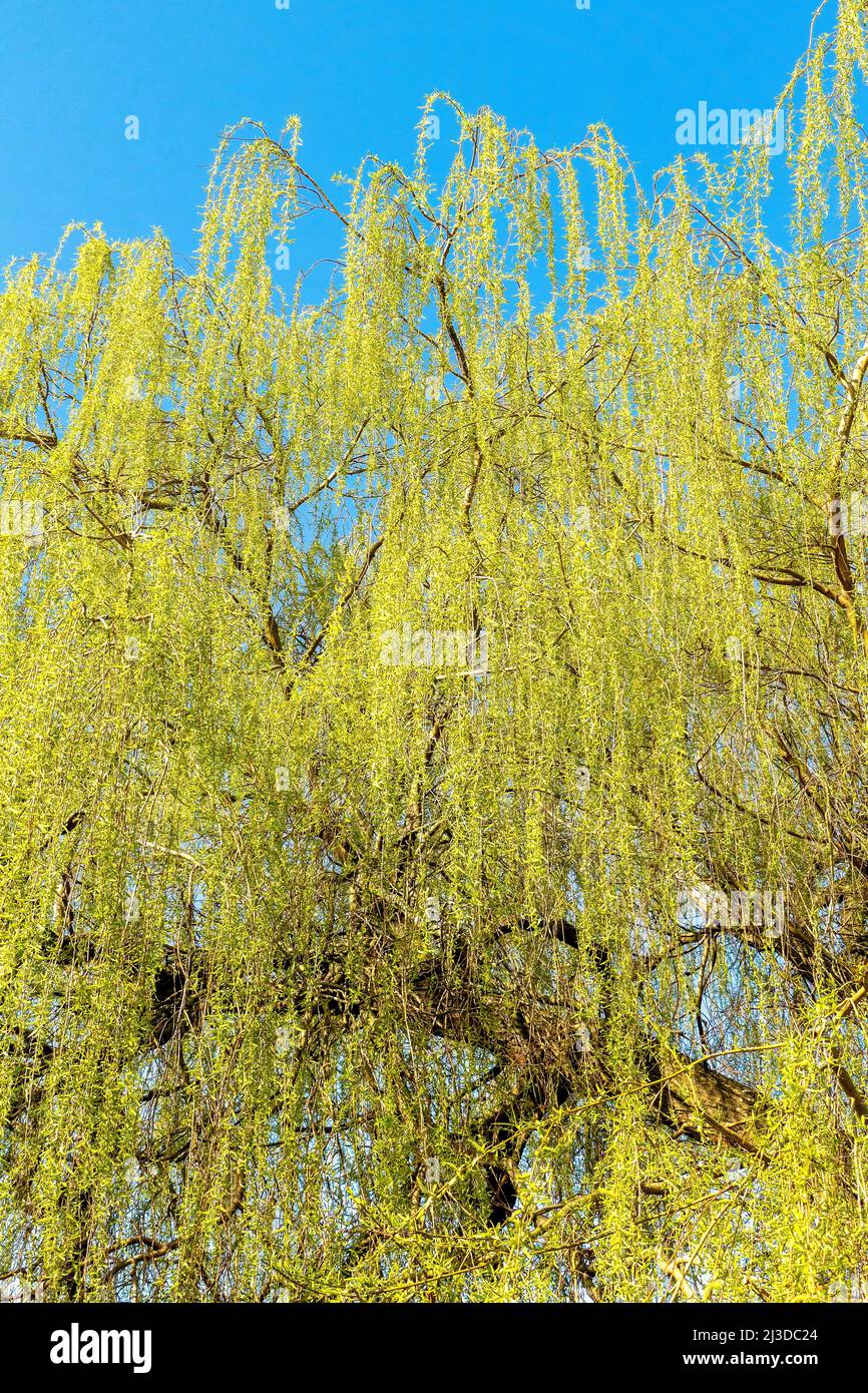 Salix babylonica weeping willow hi-res stock photography and images - Alamy