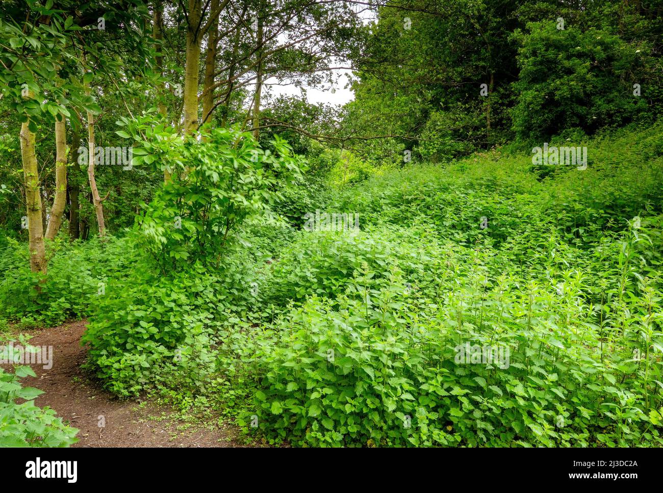 Duddingston loch edinburgh hi-res stock photography and images - Alamy