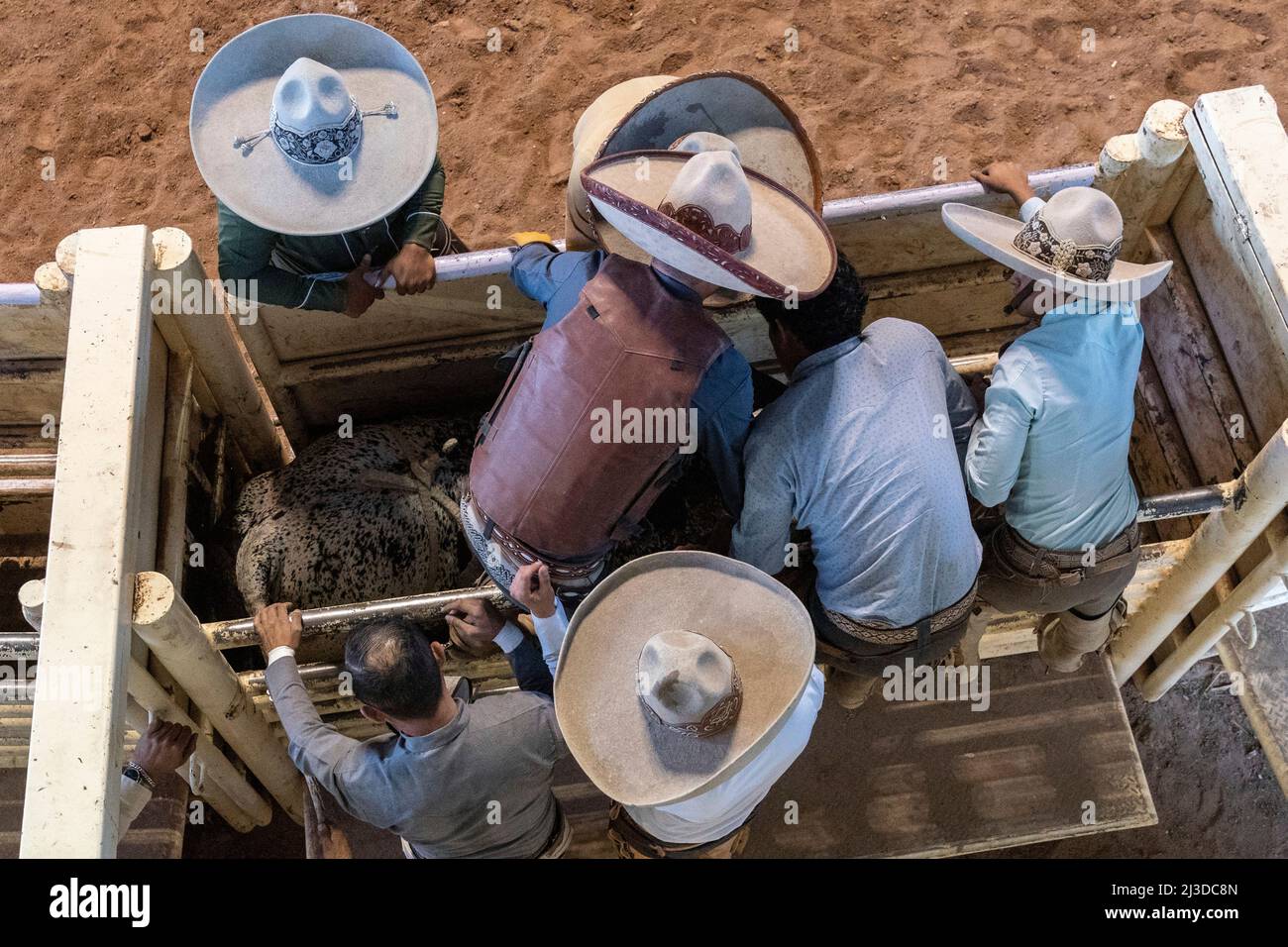 A Mexican charro, bareback mounts a bull during the Jineteo de toro or ...