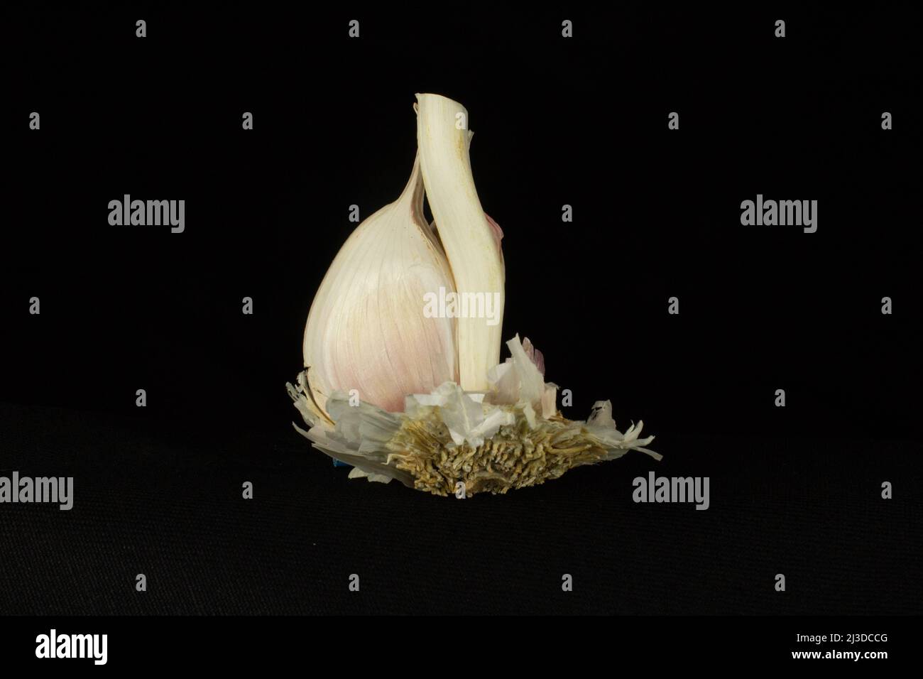 Pungent plant hi-res stock photography and images - Alamy