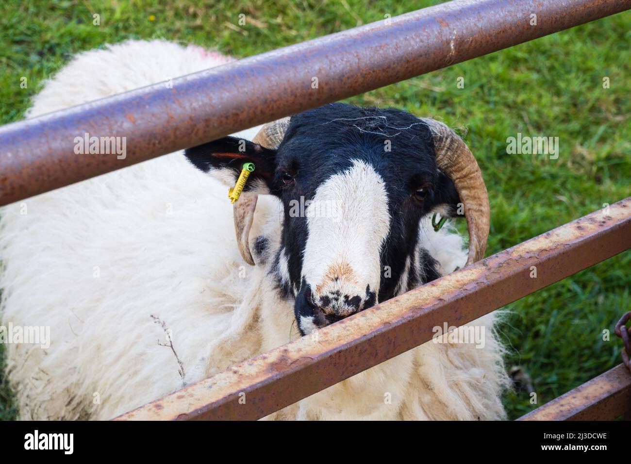Ruminant mammals typically kept hi-res stock photography and images - Alamy