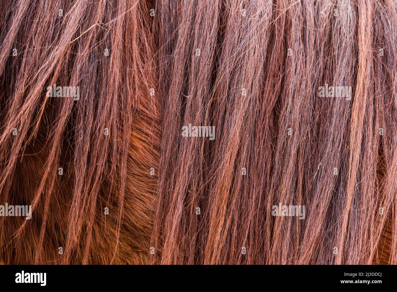 Brown horse fur and mane texture or backgrounde Stock Photo - Alamy