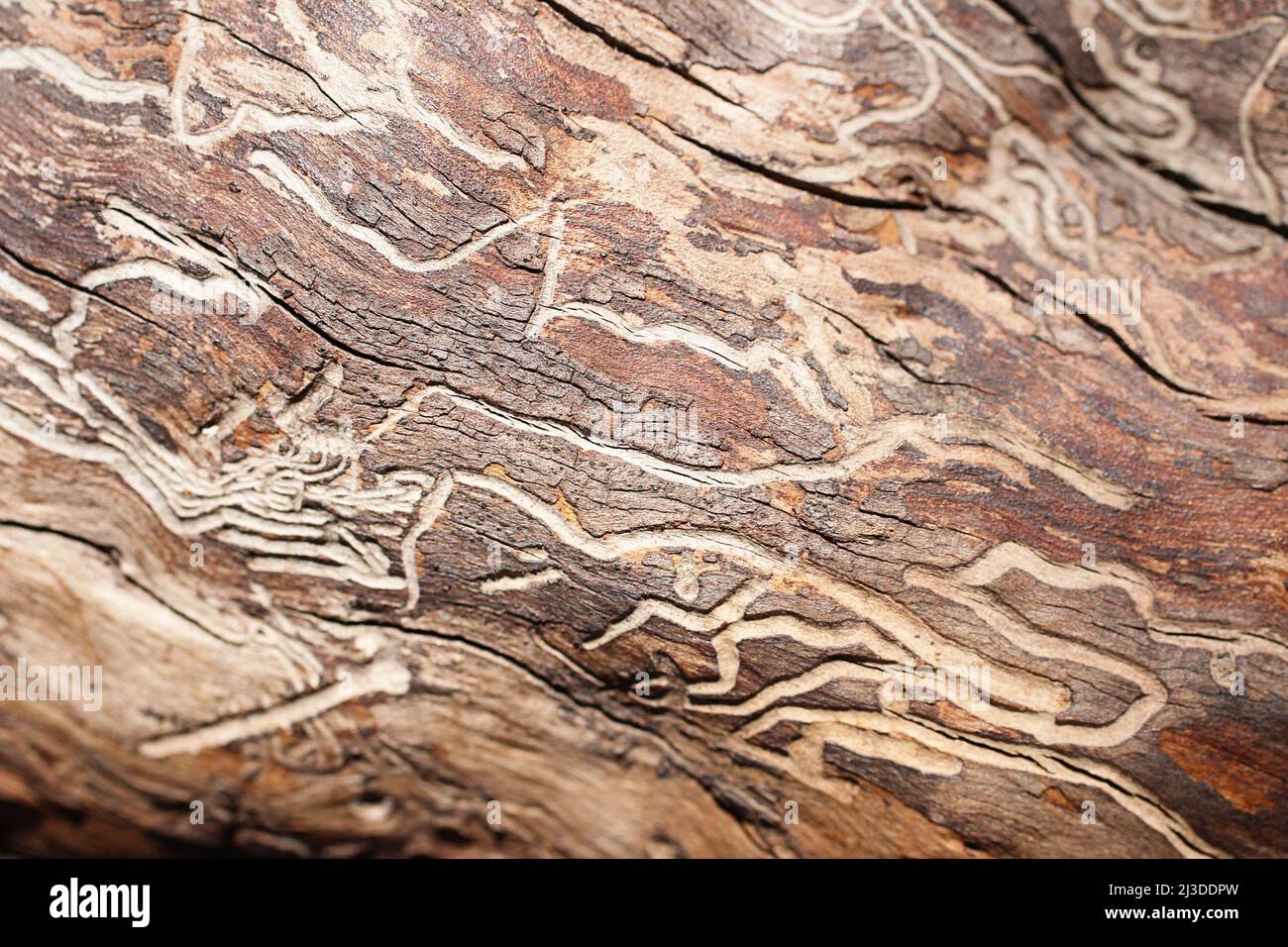 Closeup photography of the tree texture with whimsical patterns Stock ...