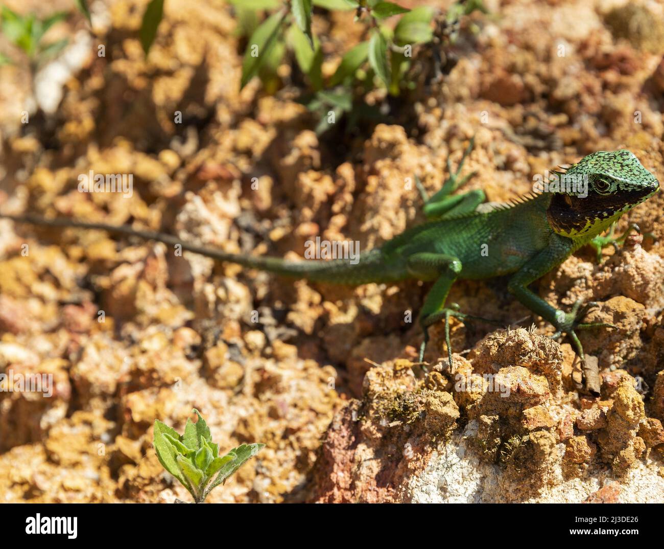 Views of Sri Lanka. City of Nuwara Eliya. Endemic to Sri Lanka, the ...