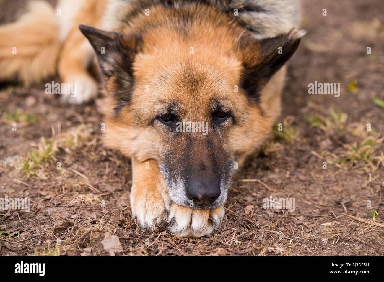 Sleeping german shepherd dog outdoor on ground Stock Photo - Alamy