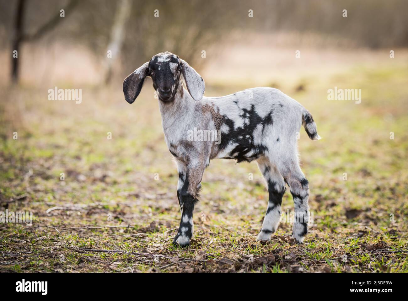 Small south african boer goat doeling portrait on nature Stock Photo ...