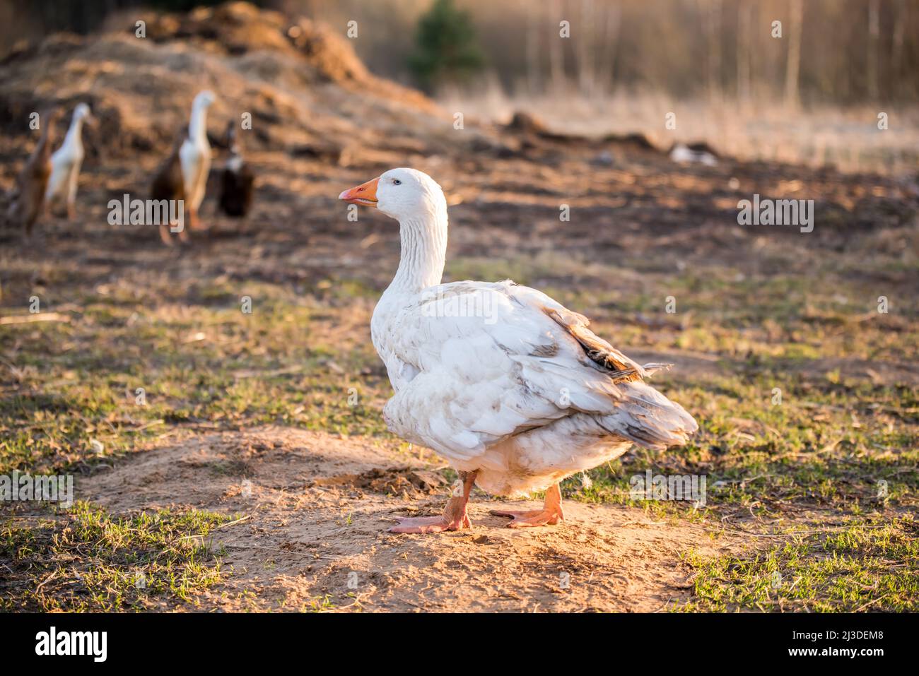 old white goose portait on nature outdoor Stock Photo - Alamy