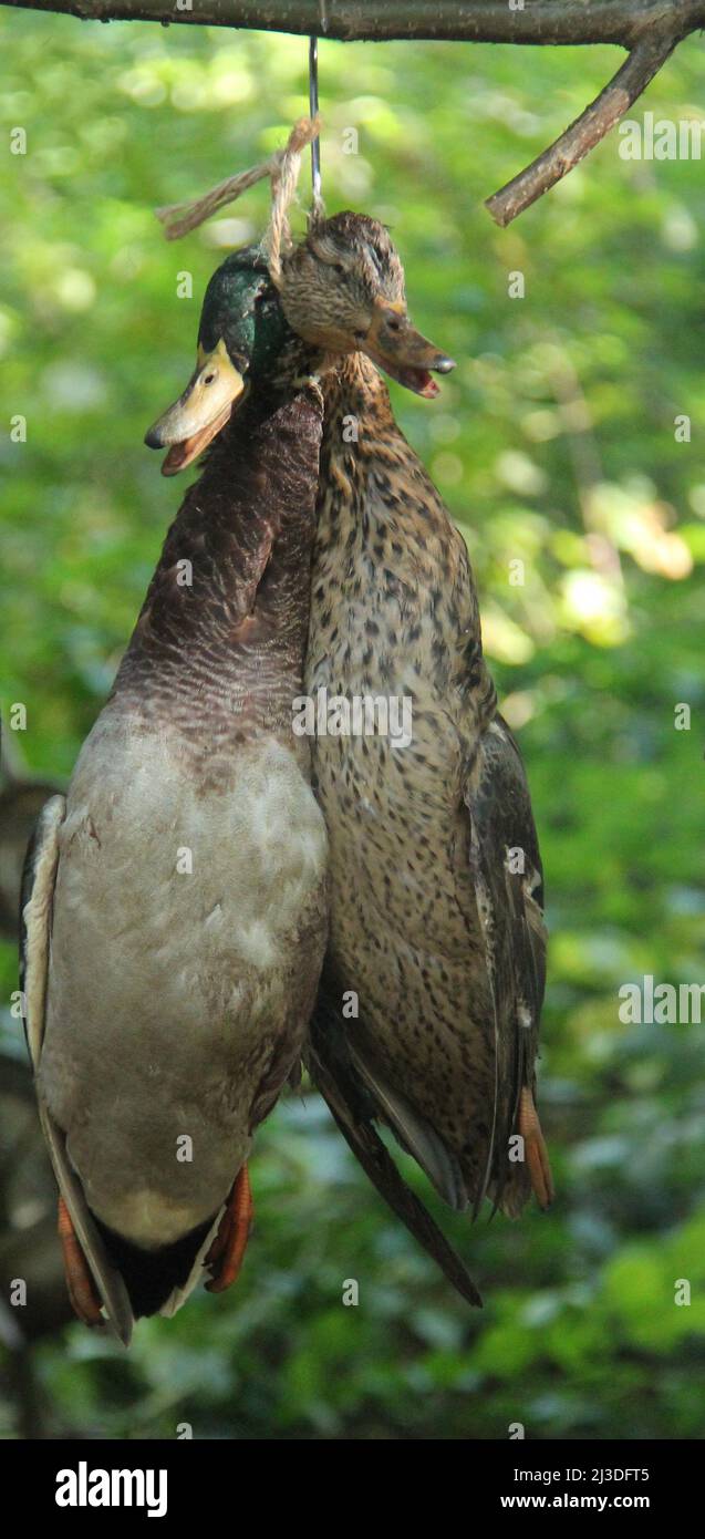 A Brace of Ducks Prior to Preparation for Cooking Stock Photo - Alamy