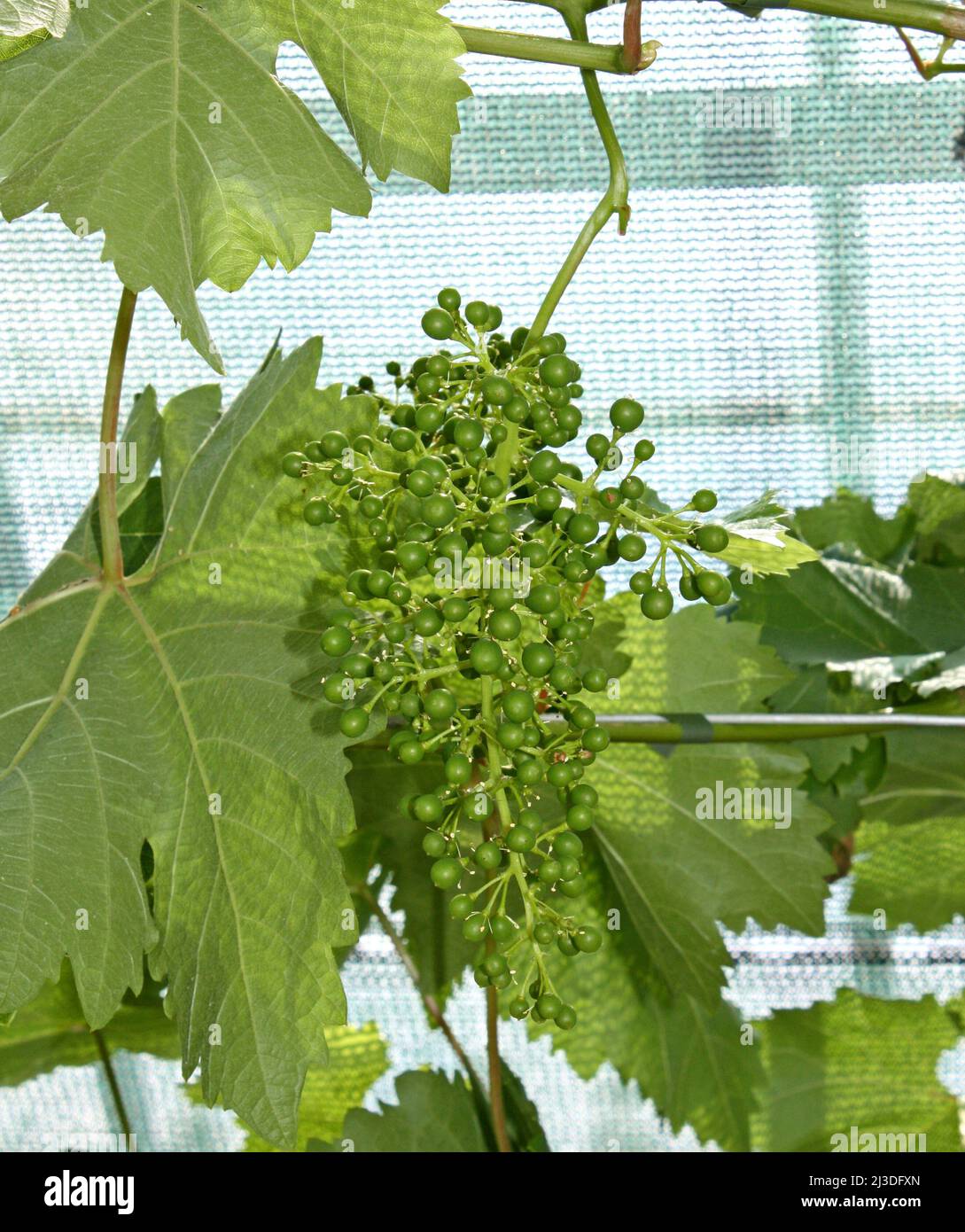 A Bunch of Young Grapes Growing on a Vine Stock Photo - Alamy