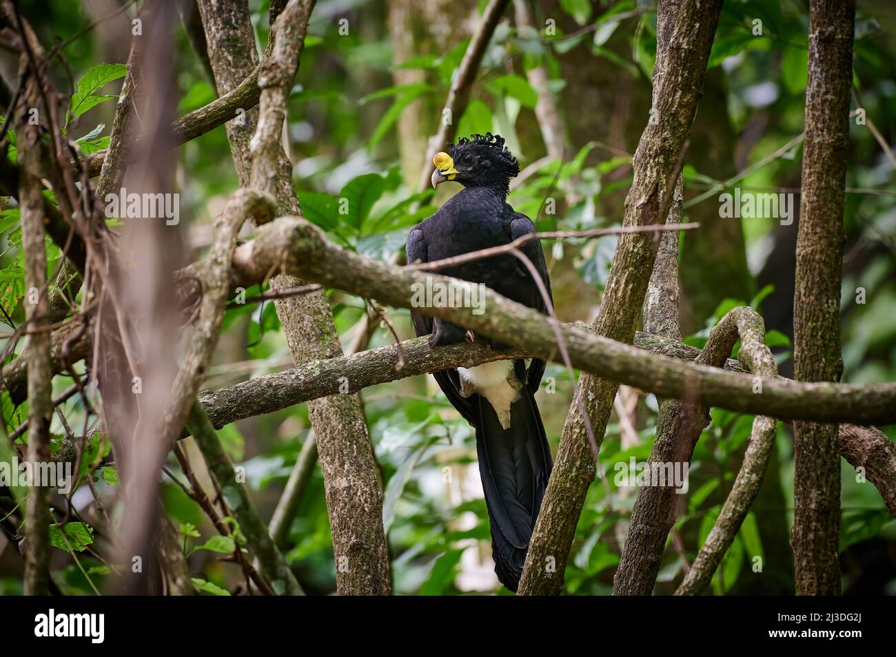 Crax rubra rubra hi-res stock photography and images - Alamy