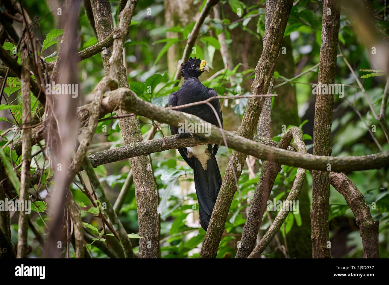 Curassow in a tree hi-res stock photography and images - Alamy