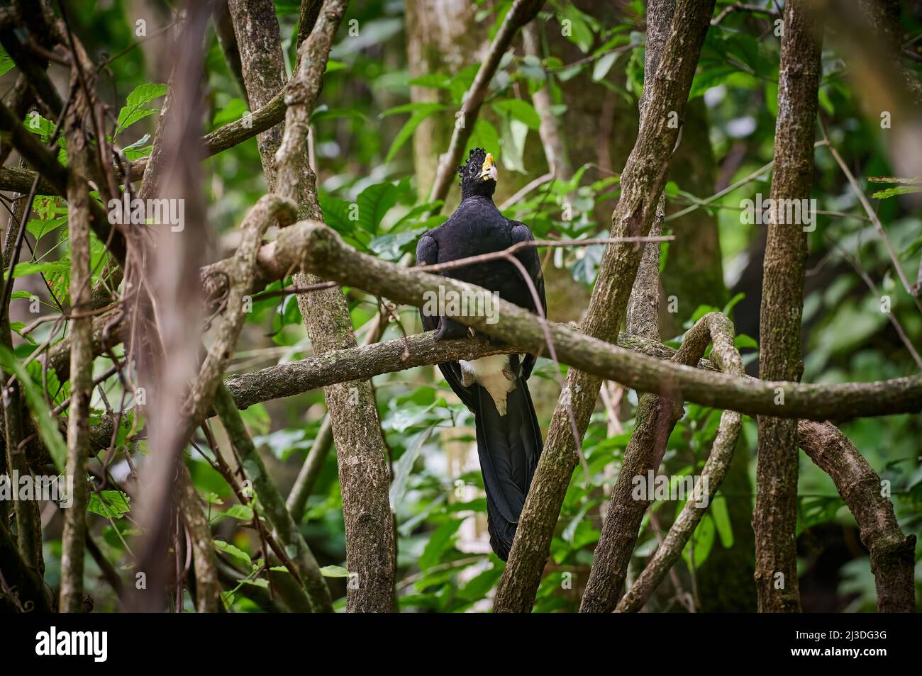 Male Great Curassow (Crax rubra) sitting on a branch in rainforest ...