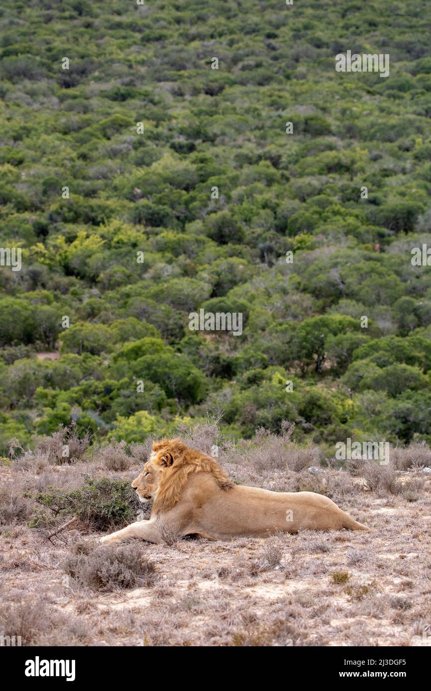 Male lion, Addo Elephant National Park Stock Photo - Alamy