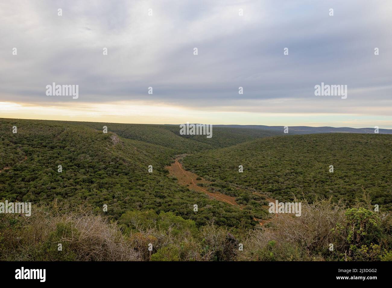 Addo Elephant National Park landscape, South Africa Stock Photo - Alamy