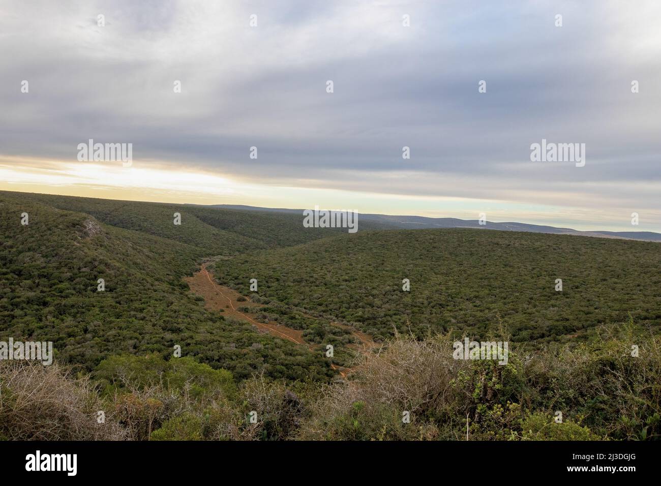 Addo Elephant National Park landscape, South Africa Stock Photo - Alamy