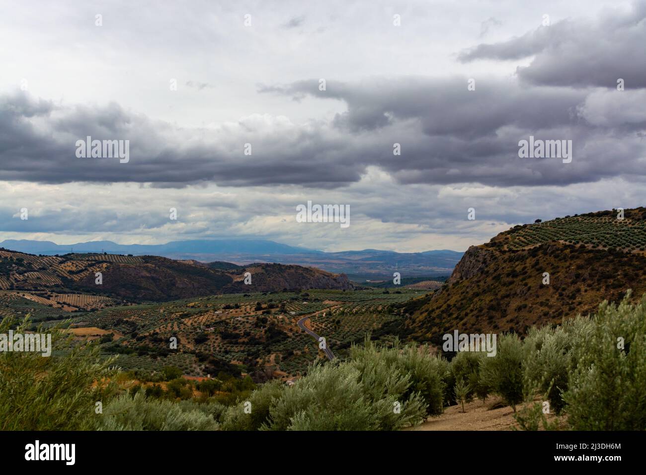 Andalusian landscape with yellow hills and green olive trees ...