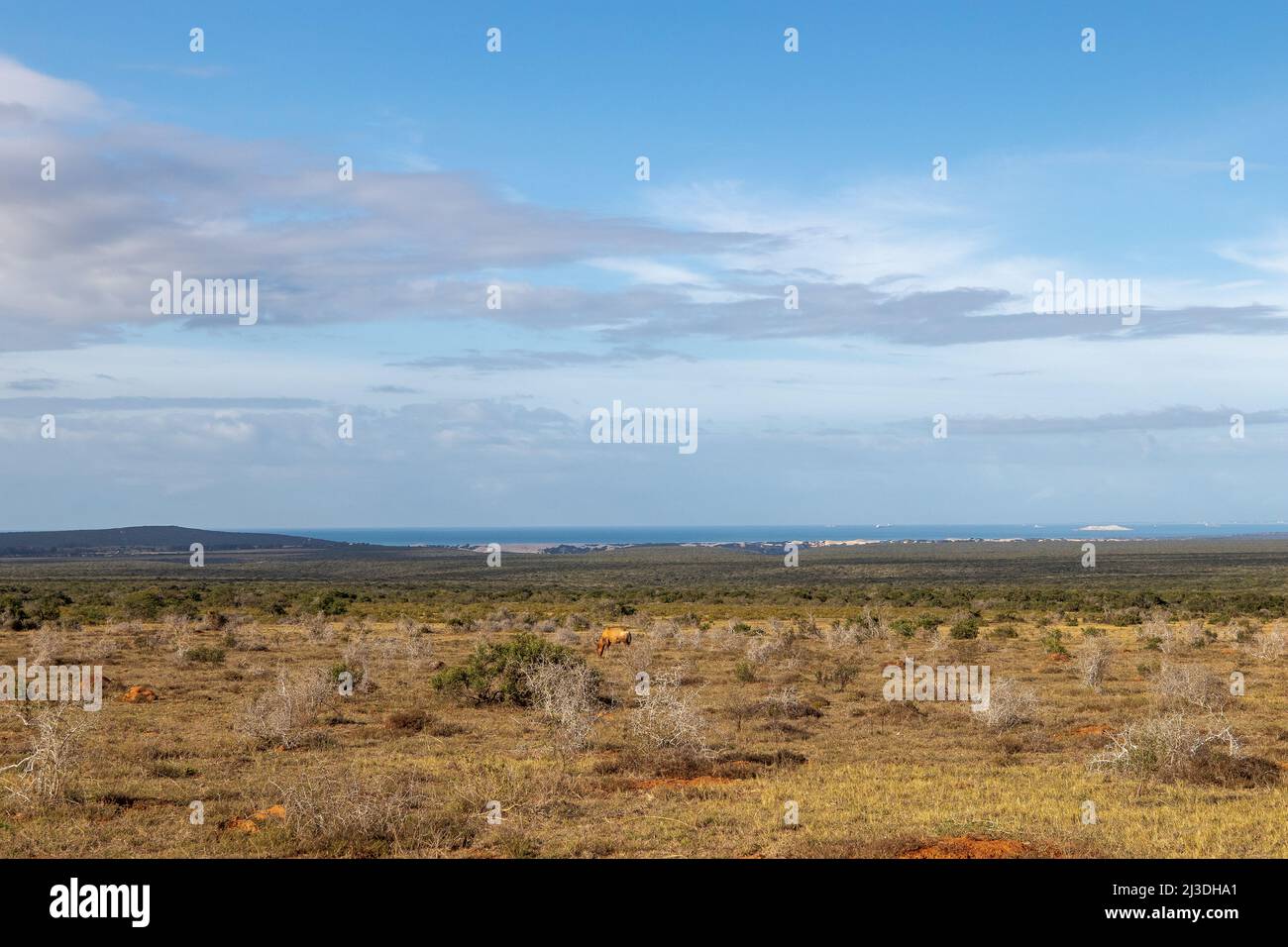 Addo Elephant National Park landscape, South Africa Stock Photo - Alamy