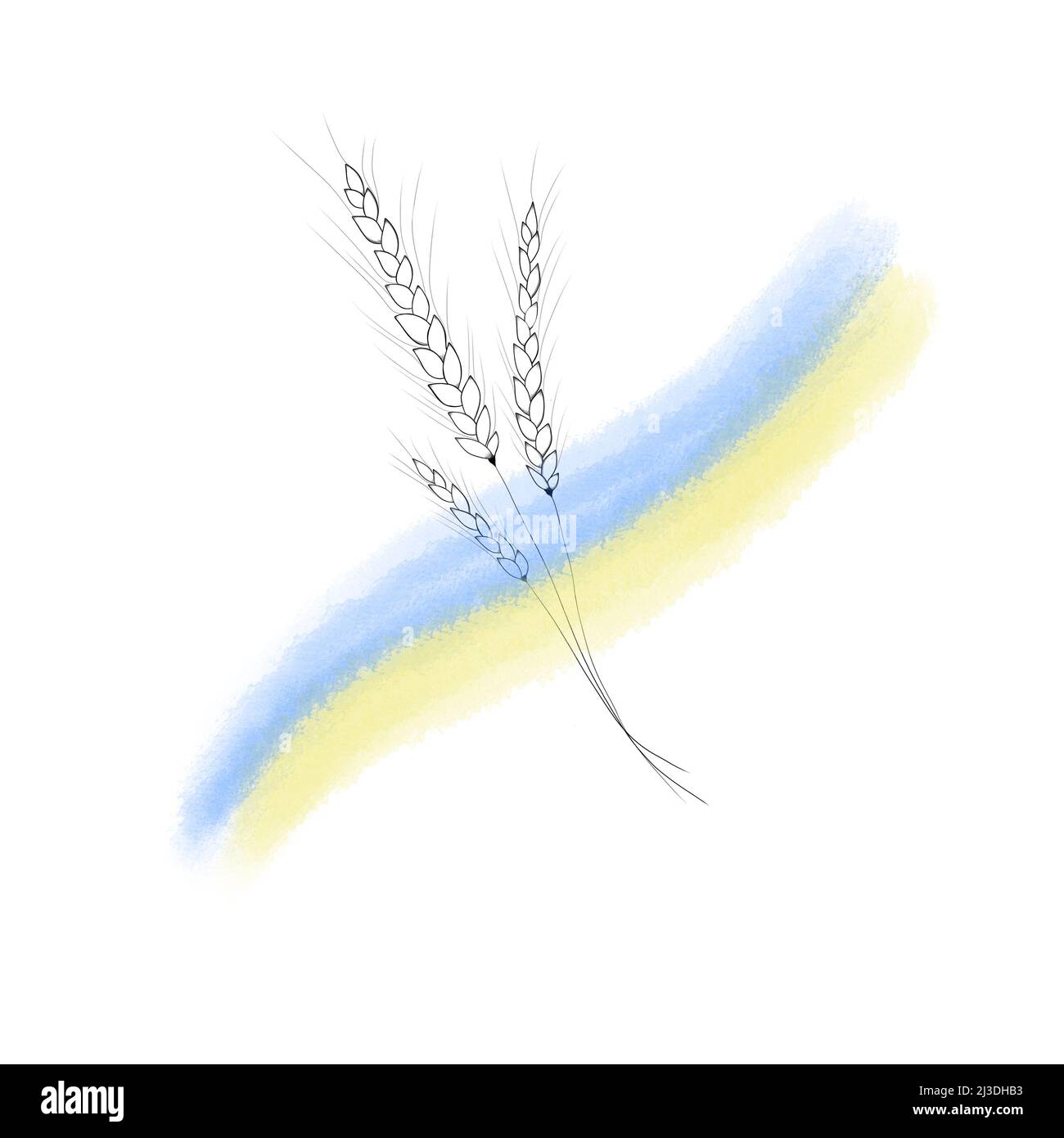 Spikelet of wheat and yellow-blue flag of Ukraine. watercolor design ...