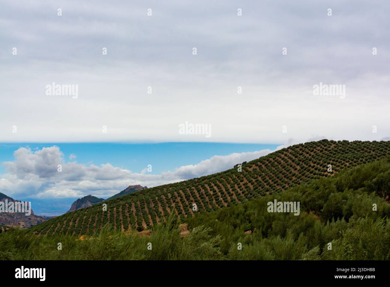 Andalusian landscape with yellow hills and green olive trees ...